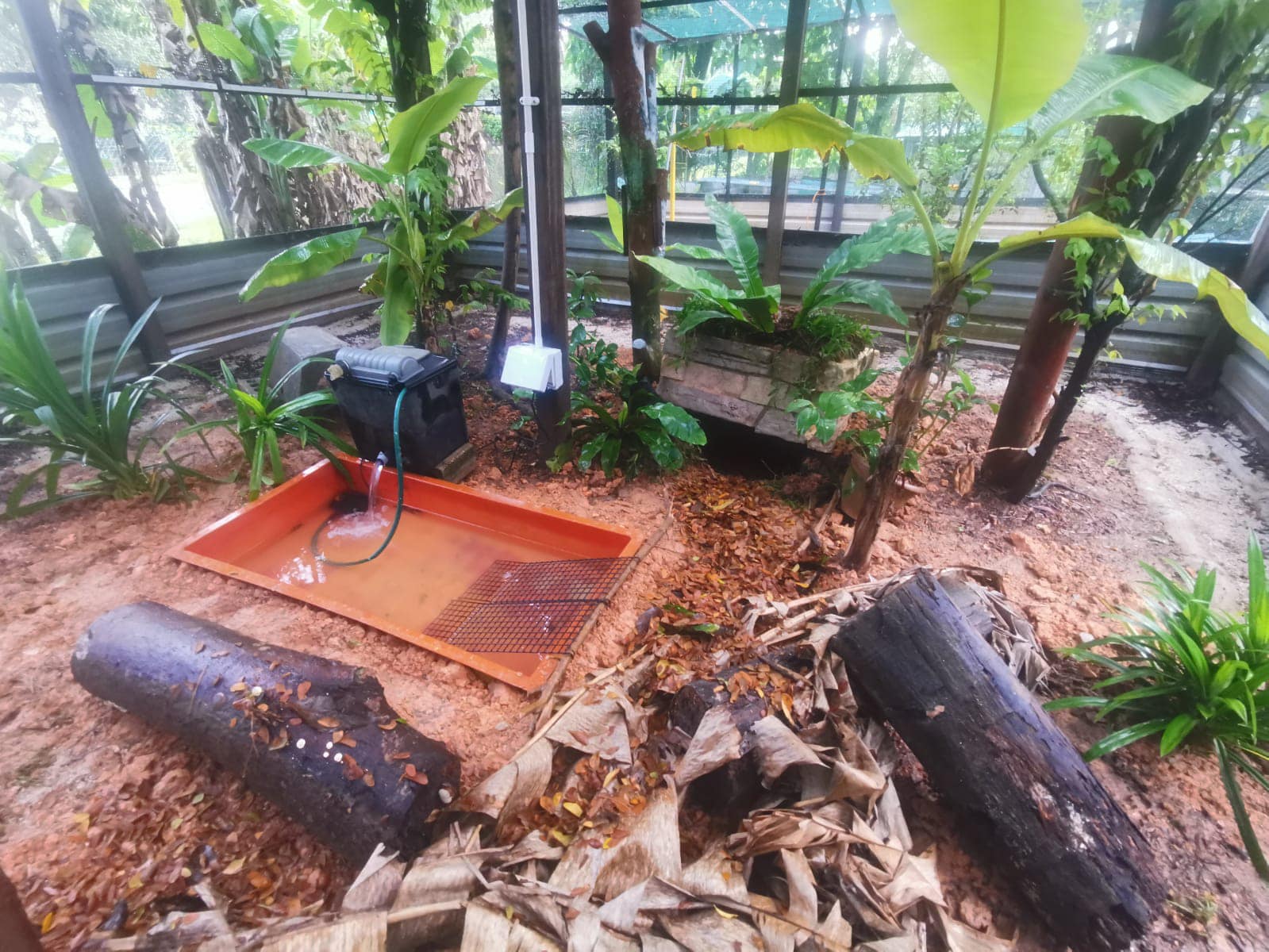 Stranded Changi Otter Pups Reunited With Family, Rescuers Worked For 7 ...