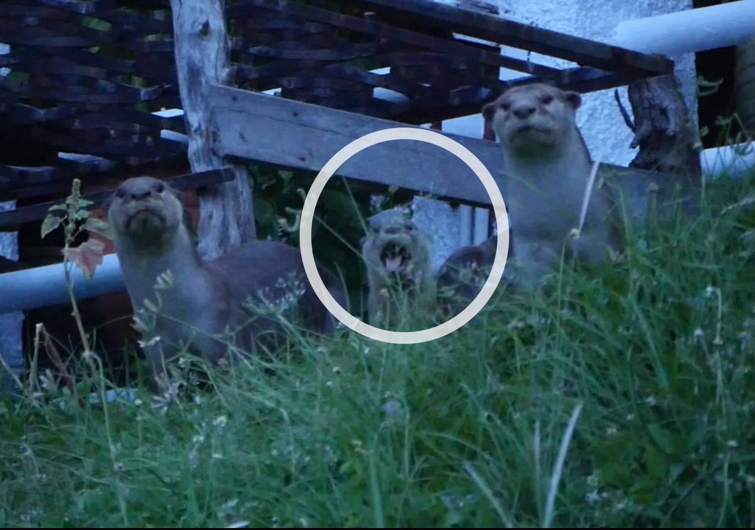 Stranded Changi Otter Pups Reunited With Family, Rescuers Worked For 7 ...