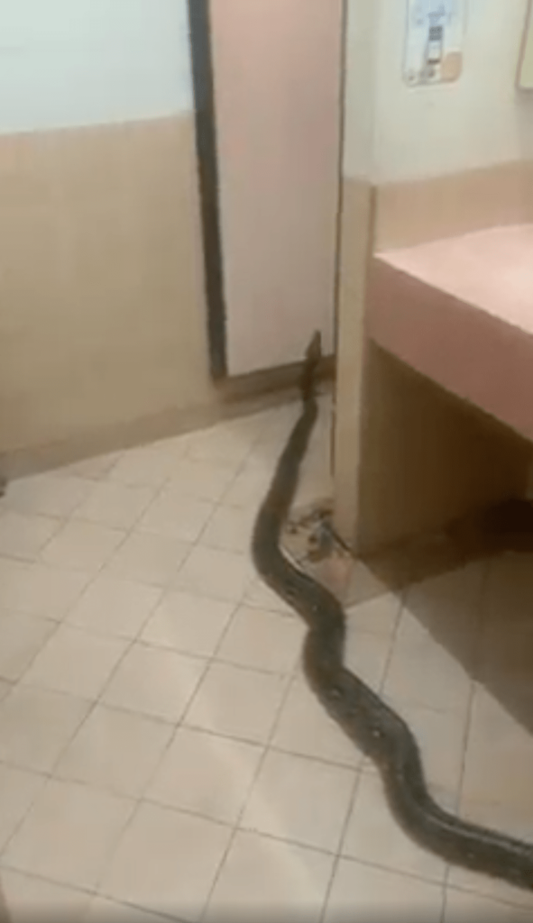 5m-Long Python Found In Kranji Kopitiam Toilet, Stallholders Ask ...