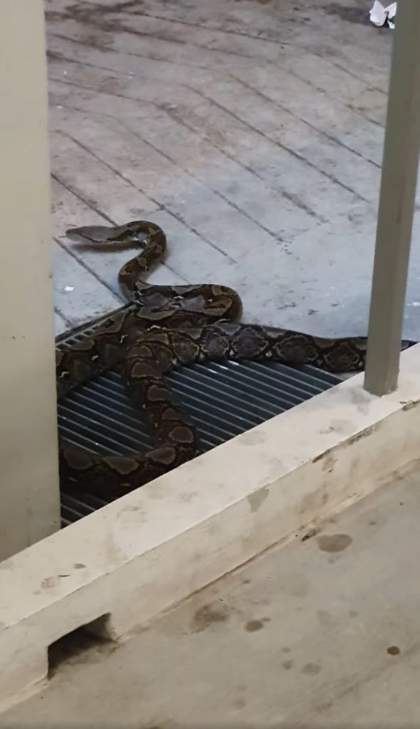 Snake Slithers Around Jurong HDB Estate, Ballsy Birds Kaypoh To Get A ...