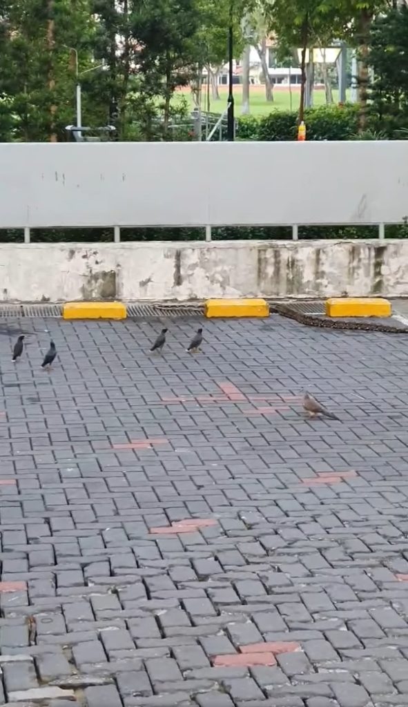 Snake Slithers Around Jurong HDB Estate, Ballsy Birds Kaypoh To Get A ...