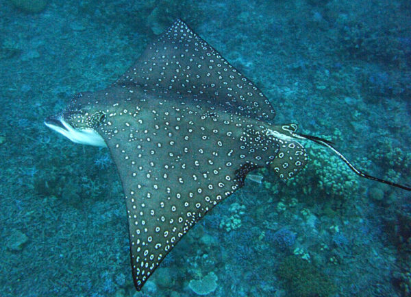 Endangered Spotted Eagle Ray Seen Near VivoCity, Netizens Hope Anglers ...