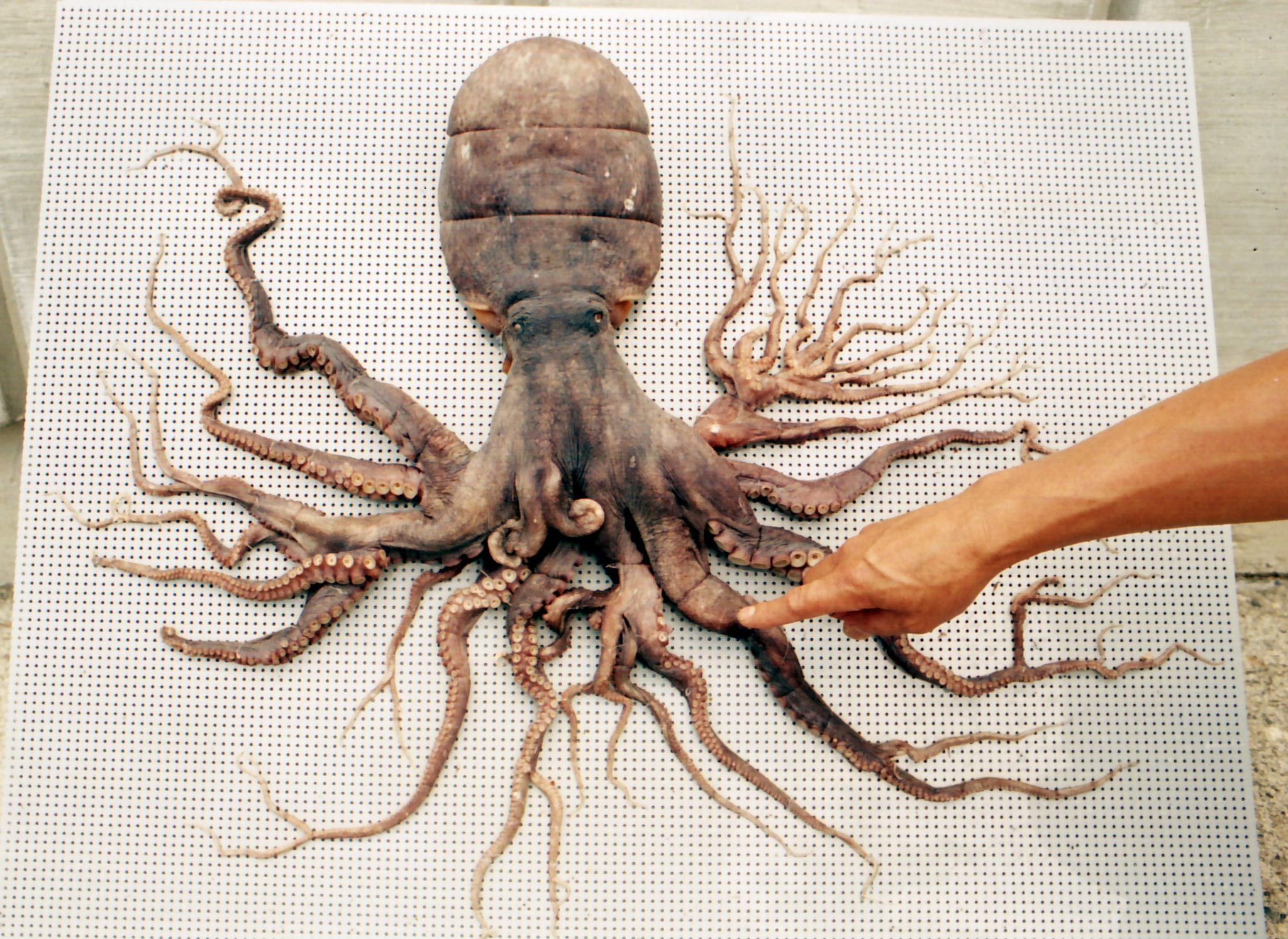 Korea Fishermen Find 32-Legged Octopus, Reminds Us Of Real-Life Cthulhu
