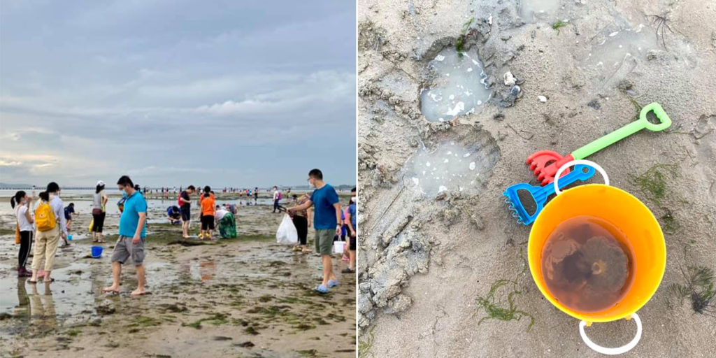 Crowds Dig Up Sealife At Changi Beach, Netizens Hope Marine Life Can Be ...