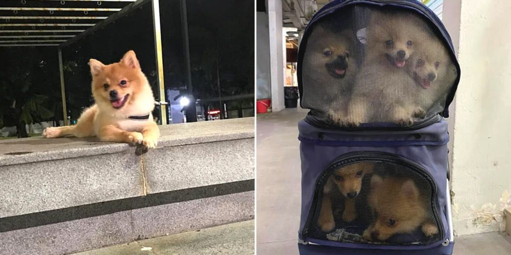 Pomeranian Dog Goes Missing In Teban Gardens, 4 Puppy Siblings Await ...