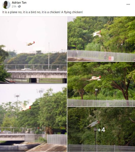 Chicken Flies Over Pasir Ris River, Rare Sight Surprises Netizens