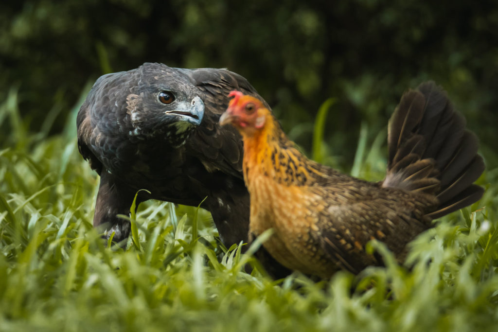 Pasir Ris Park Eagle Devours Baby Chick In 5 Mins After Mama Hen Tries ...