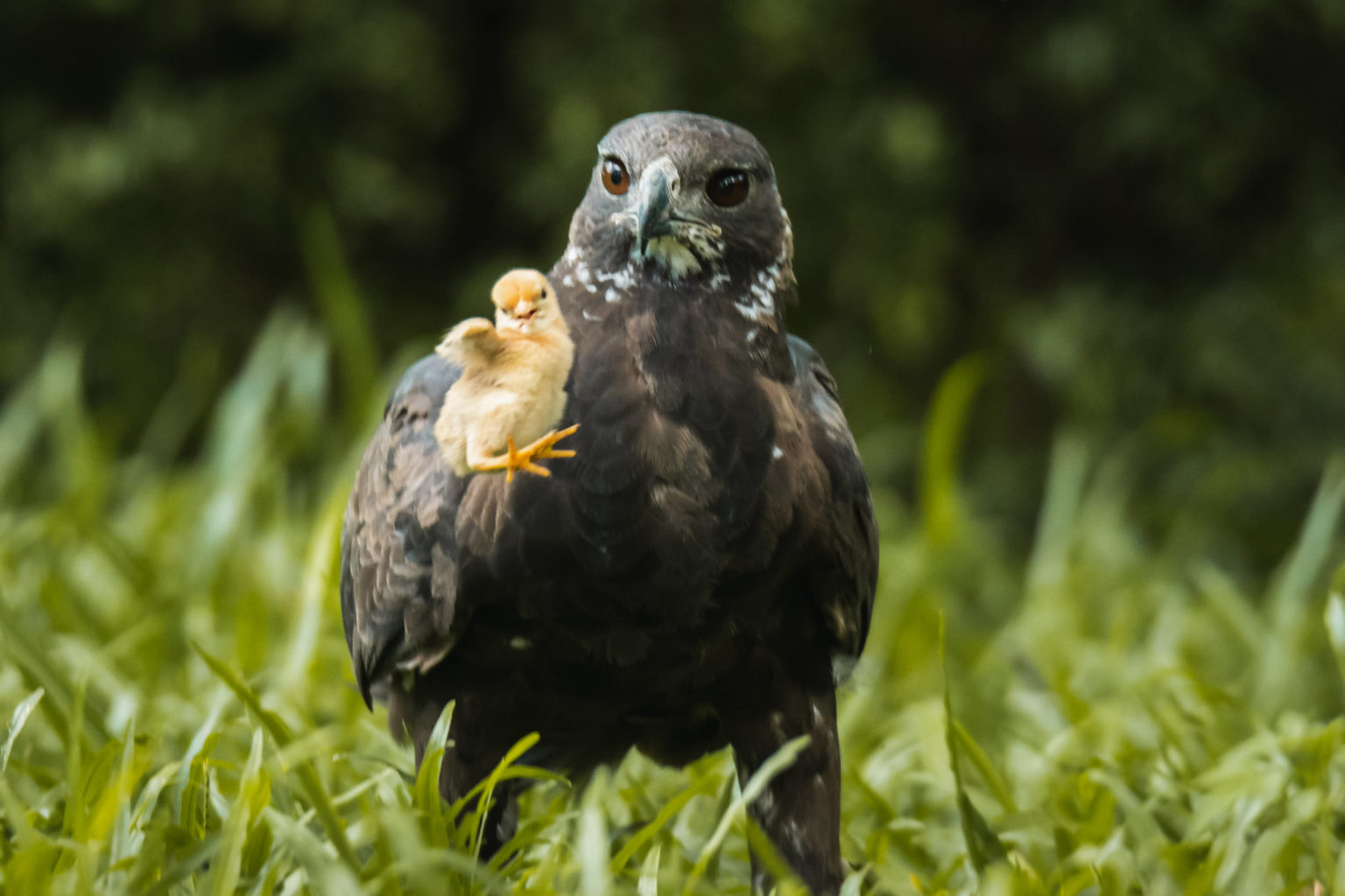 Pasir Ris Park Eagle Devours Baby Chick In 5 Mins After Mama Hen Tries ...