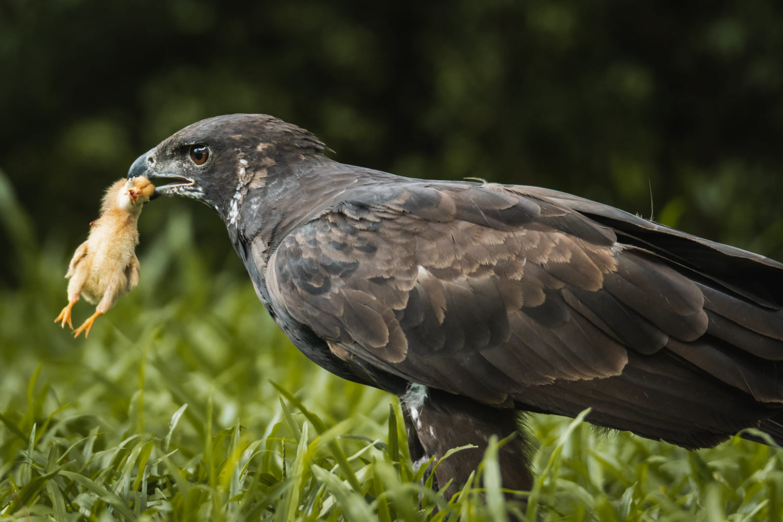 Pasir Ris Park Eagle Devours Baby Chick In 5 Mins After Mama Hen Tries ...