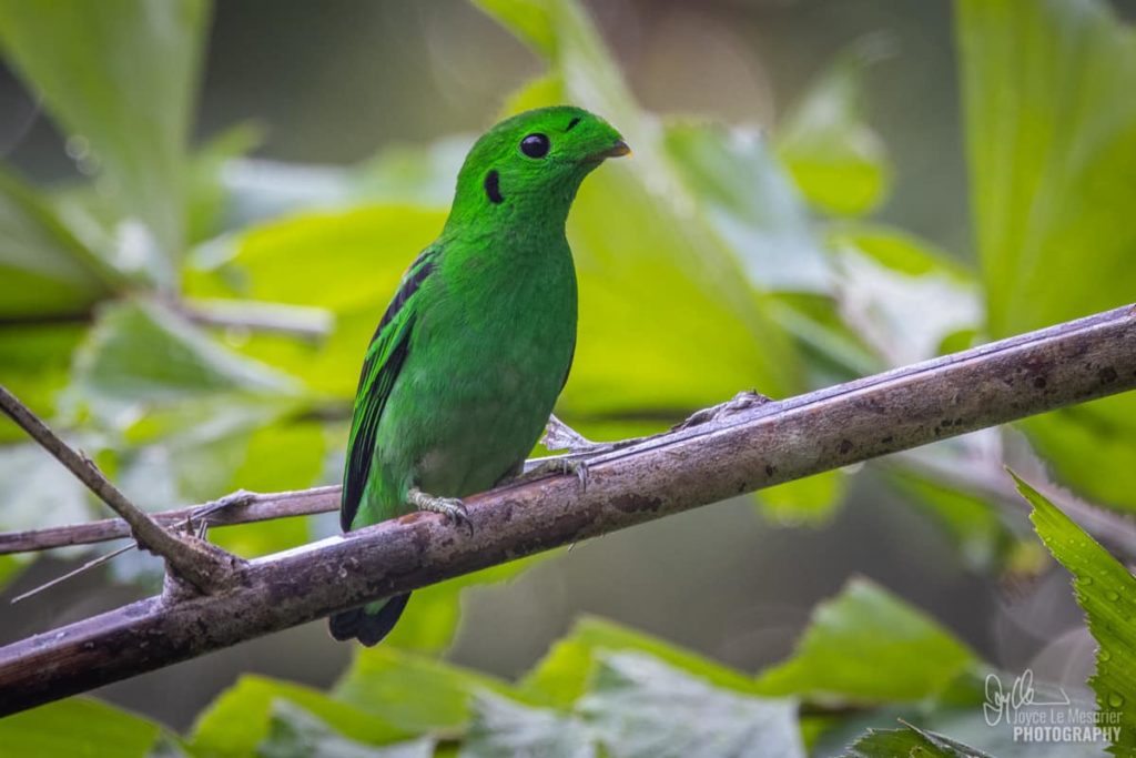 Green Broadbill With Fluffy Beak Seen At Pulau Ubin, Birdwatchers ...