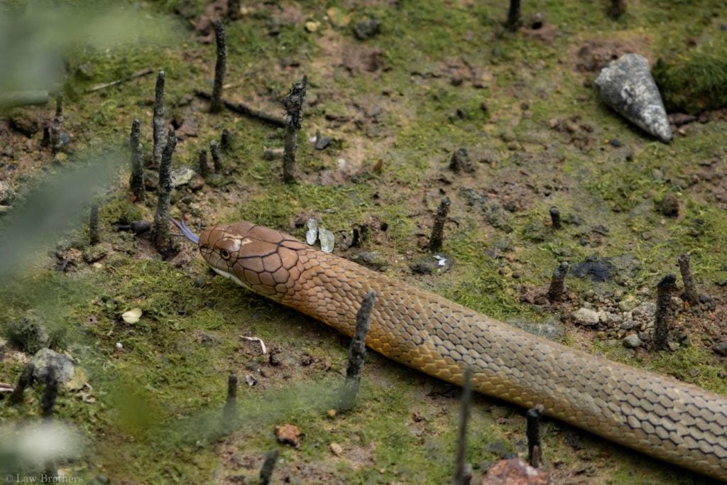 King Cobra Eats Python Whole At Sungei Buloh, Photographer Captures ...