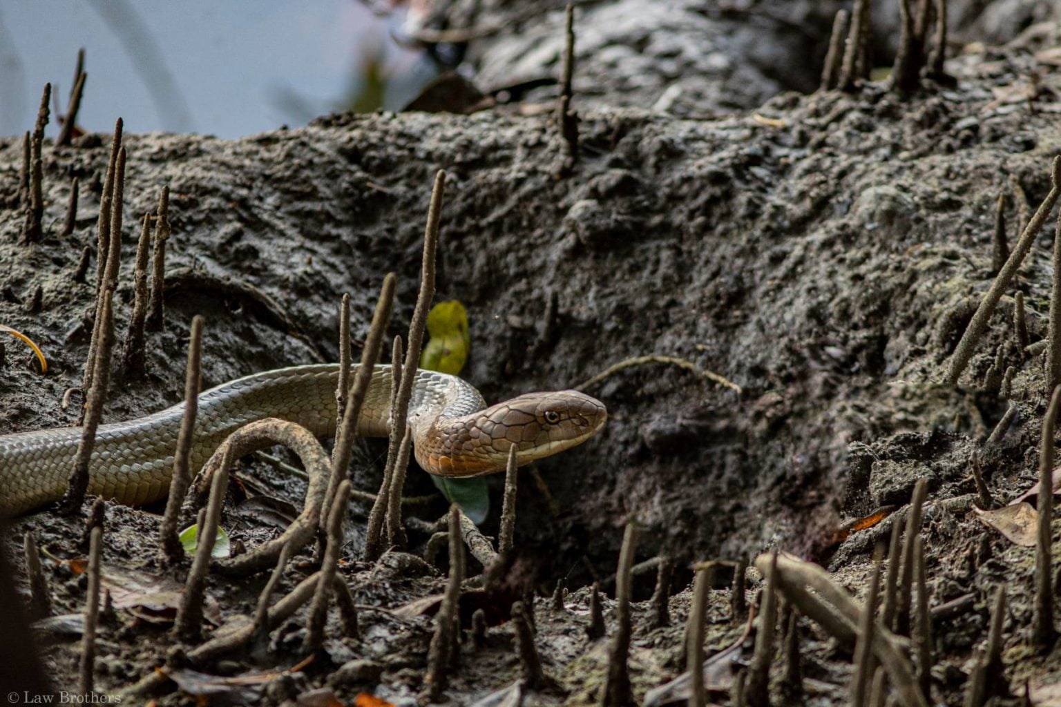 King Cobra Eats Python Whole At Sungei Buloh, Photographer Captures ...
