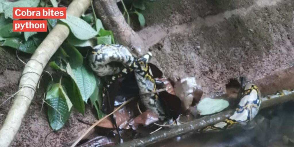 King Cobra Defeats Python At Dairy Farm, Netizens In Awe At Lucky Encounter