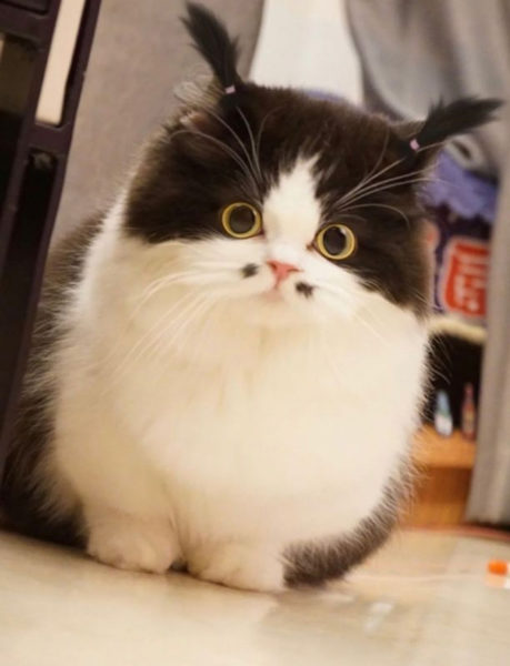 Cat's 'Moustache' Looks Like Every Kiddo's Face After Eating Dark Soy ...