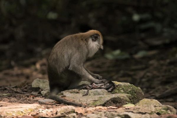 MacRitchie Macaque Holds Lifeless Baby In Her Arms, Sombre Sight Breaks ...