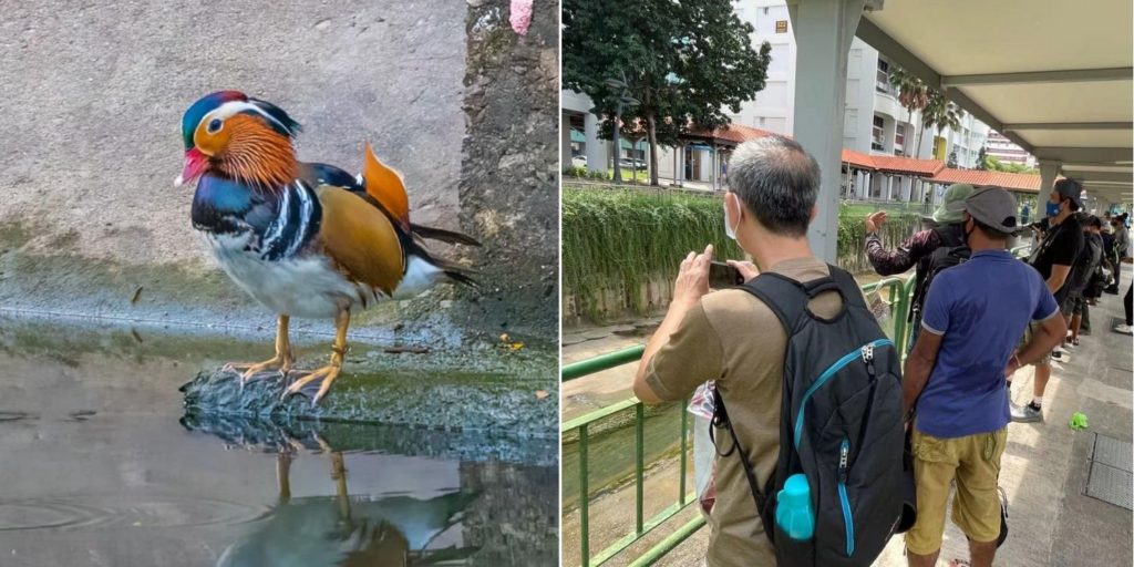Majestic Mandarin Duck Makes Rare Appearance In Hougang, Curious Folks ...