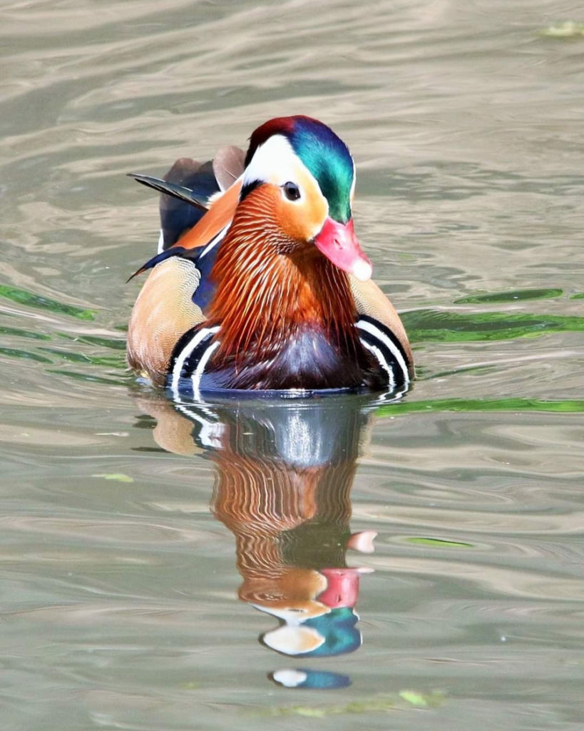Majestic Mandarin Duck Makes Rare Appearance In Hougang, Curious Folks ...