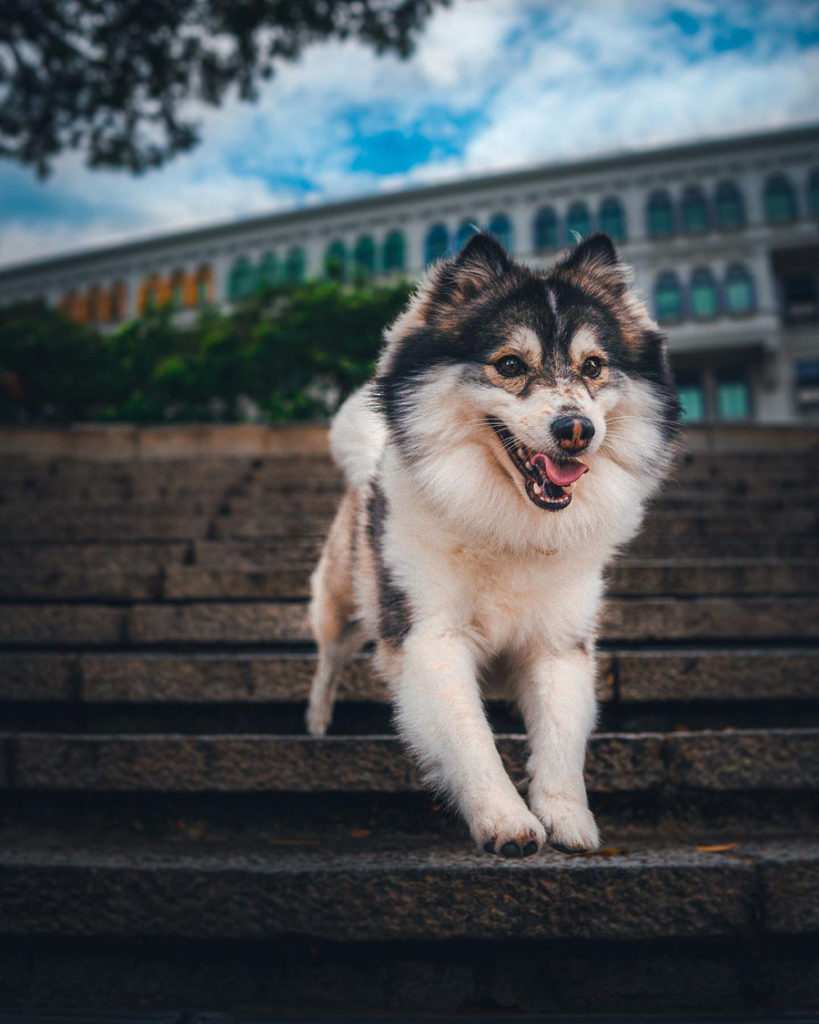 Pomsky Poses For Photos At S'pore Landmarks Like A Photogenic Doggo ...