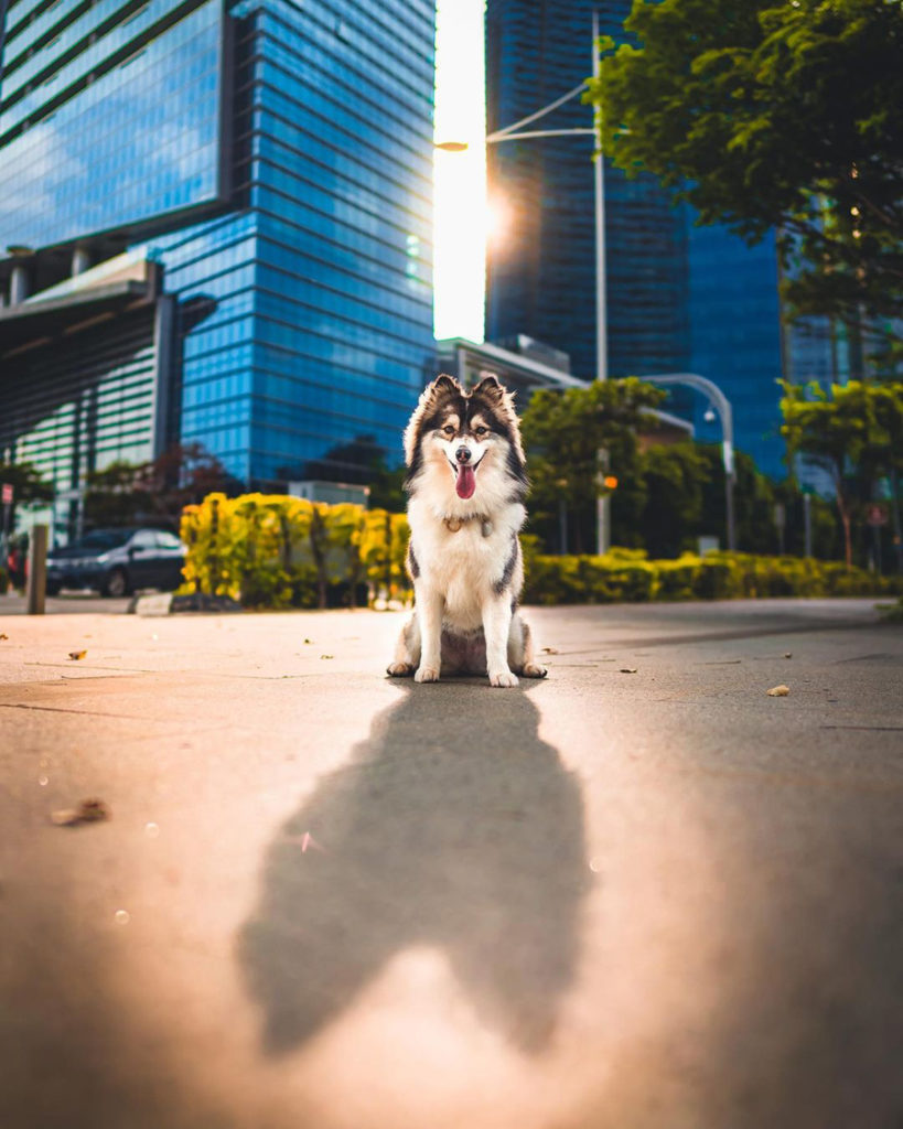 Pomsky Poses For Photos At S'pore Landmarks Like A Photogenic Doggo ...