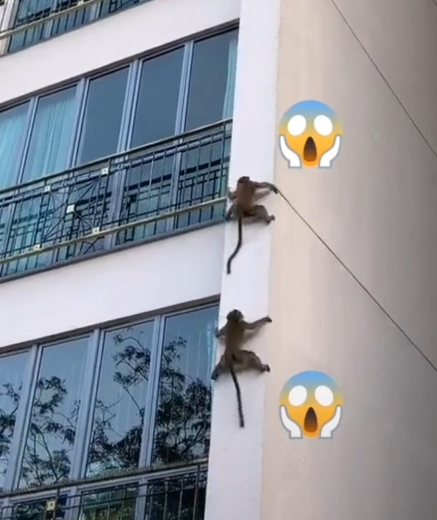 Monkeys Expertly Climb Down Bukit Timah Condo Like Tom Cruise In ...