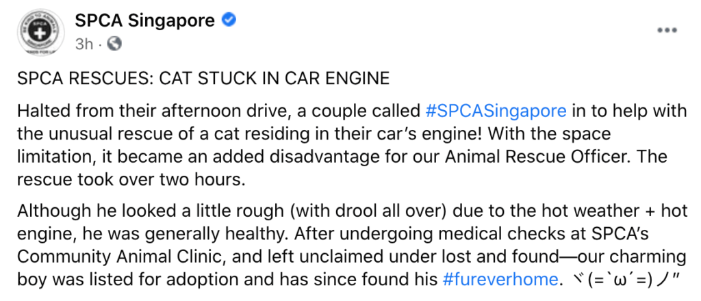 Cat Stuck In Car Engine Rescued By SPCA, Later Finds A Loving Home