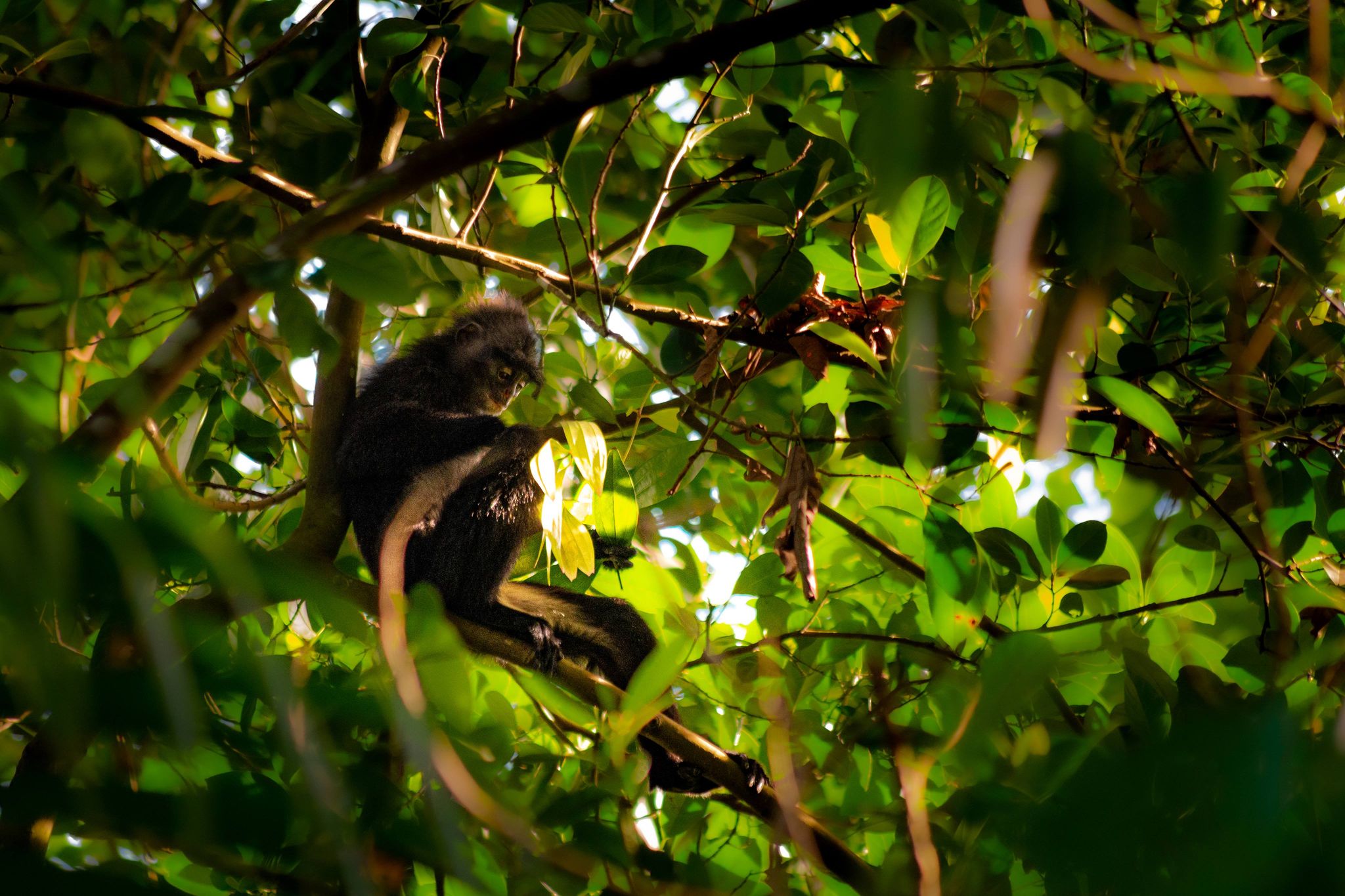 Bukit Timah Monkey Makes Rare Appearance After Last Of Its Kind Passed ...