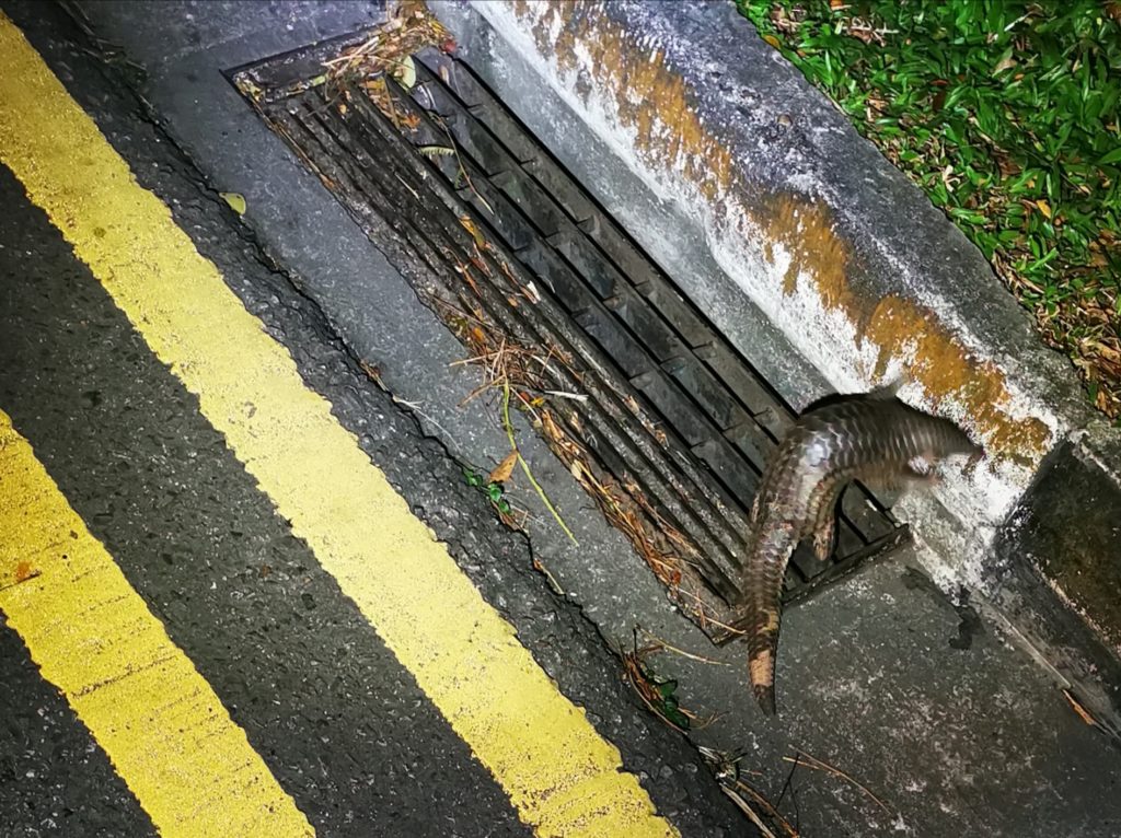 S’pore Cyclist Protects Baby Pangolin From Passing Cars, Guides It ...