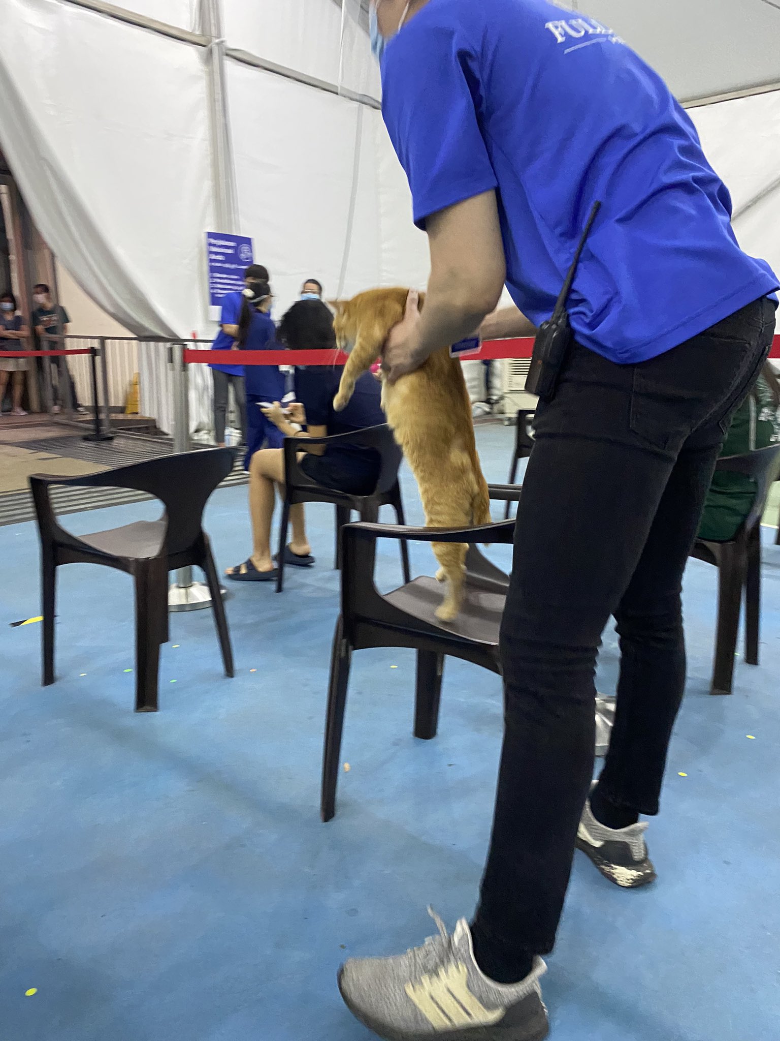 Cat Attempts To Get Vaccinated At Clementi CC, Unfortunately Gets ...