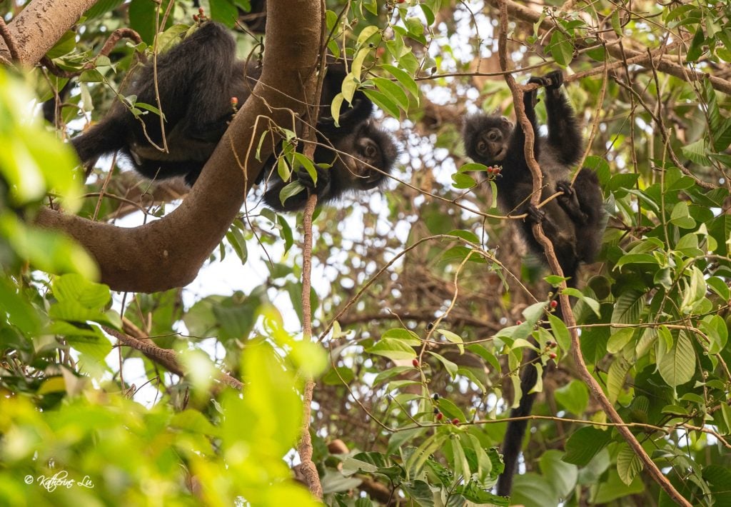 Bukit Timah Monkey Makes Rare Appearance After Last Of Its Kind Passed ...