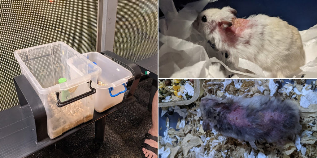 Hamsters With Severe Skin Infections Abandoned At Jurong West Bus Stop ...