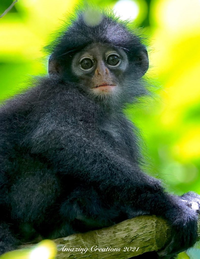 Bukit Timah Monkey Makes Rare Appearance After Last Of Its Kind Passed ...