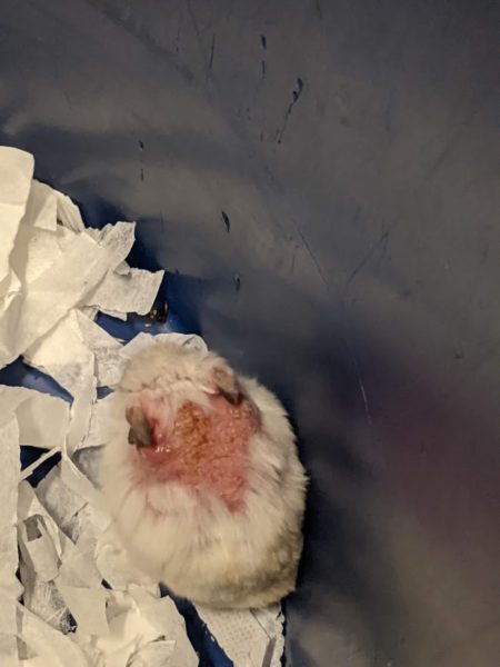 Hamsters With Severe Skin Infections Abandoned At Jurong West Bus Stop ...