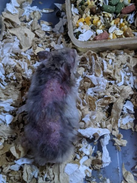 Hamsters With Severe Skin Infections Abandoned At Jurong West Bus Stop ...