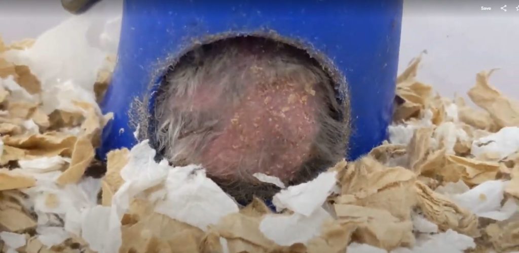 Hamsters With Severe Skin Infections Abandoned At Jurong West Bus Stop ...