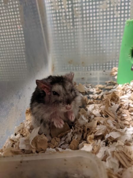 Hamsters With Severe Skin Infections Abandoned At Jurong West Bus Stop ...