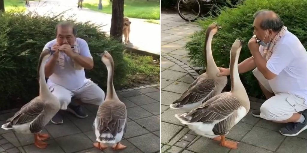 Geese Gather Around Taiwan Man Playing Music, Sight Looks Like A Disney ...