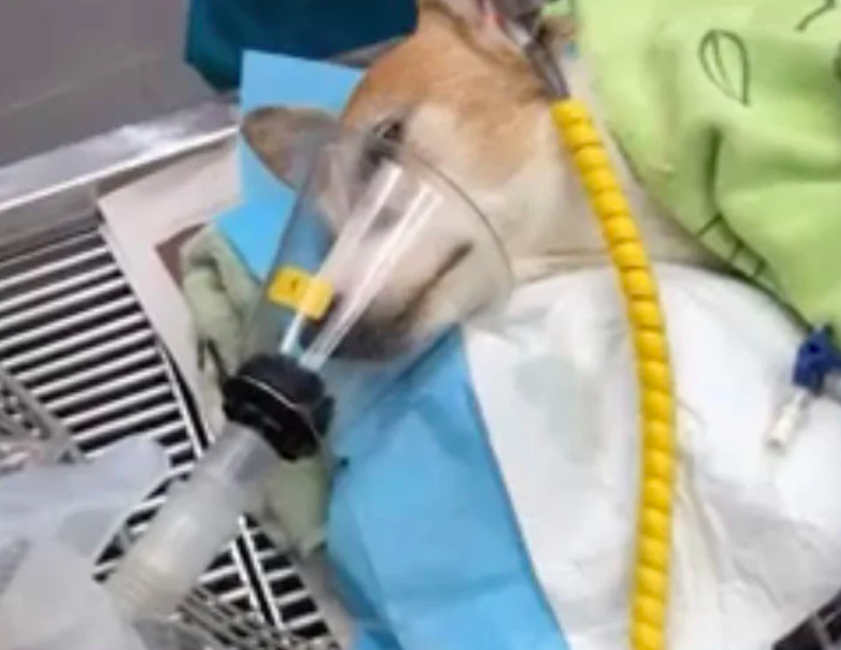 Platinium Dogs Club Owner Neglects Pets In Her Care, Gets 2 Weeks’ Jail