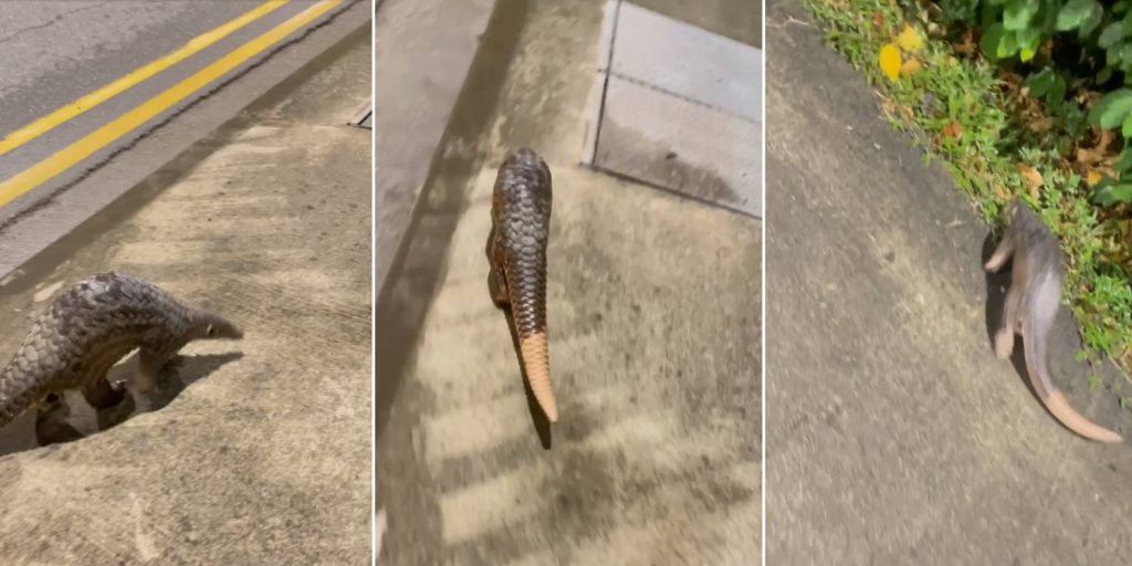 S’pore Man Guides Pangolin Away From Road Into Bushes, Gets Praised For ...