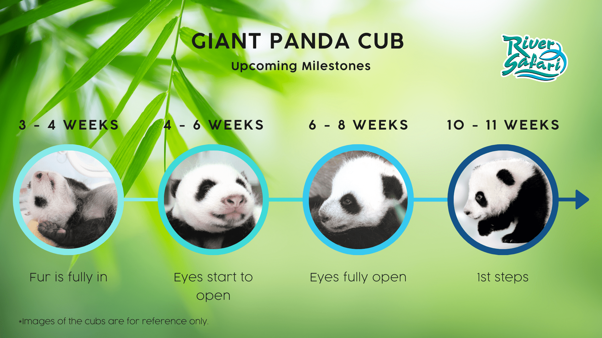 S’pore Zoo In Talks To Keep Pandas Here Longer, Hopes For Another ...