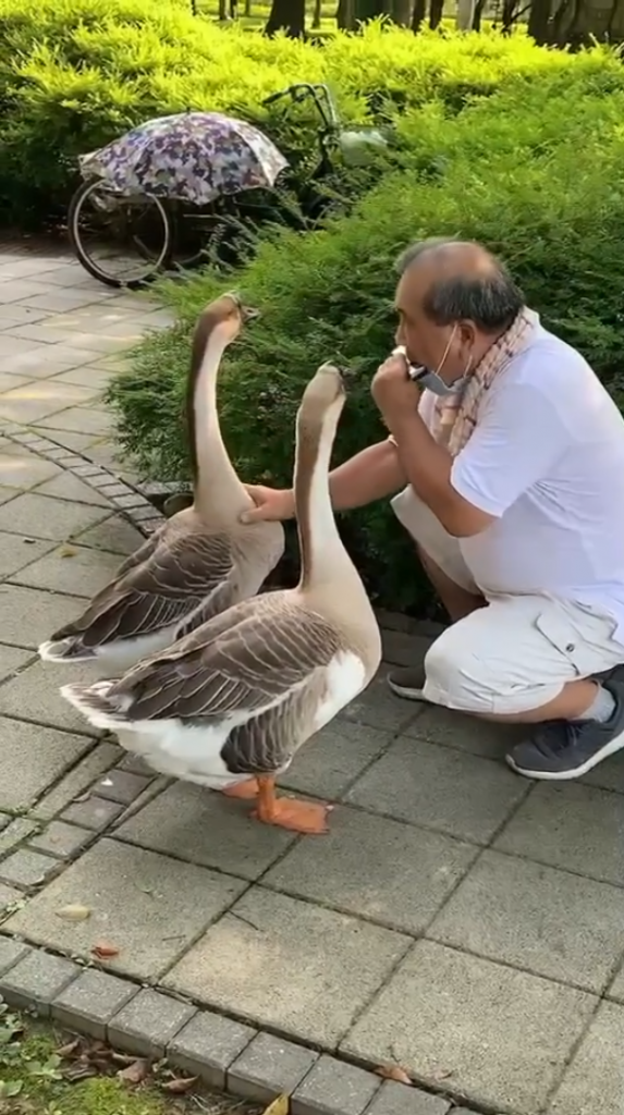 Geese Gather Around Taiwan Man Playing Music, Sight Looks Like A Disney ...