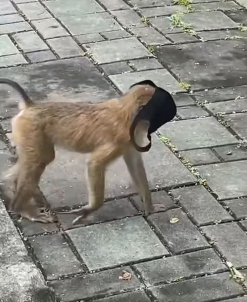 Monkey Tries Putting On Mask & Covers Whole Face, Netizens Commend It ...