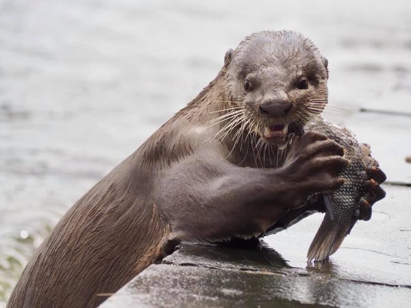 Muscular S’pore Otter Flexes Biceps While Eating Fish, Proves Diet ...