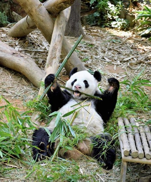S’pore Zoo In Talks To Keep Pandas Here Longer, Hopes For Another ...