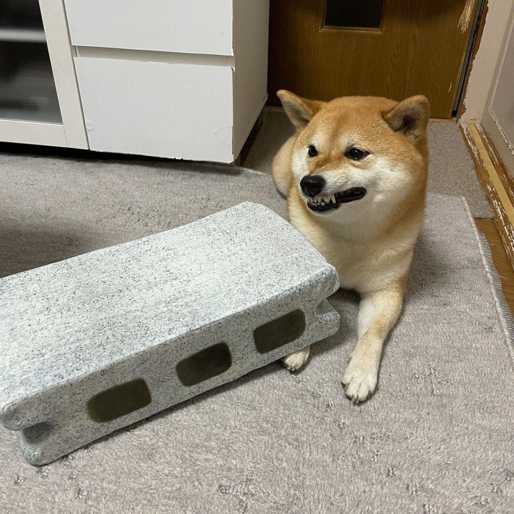 Shiba Inu's Dramatic Faces Are Basically Us Reacting To S'pore's ...