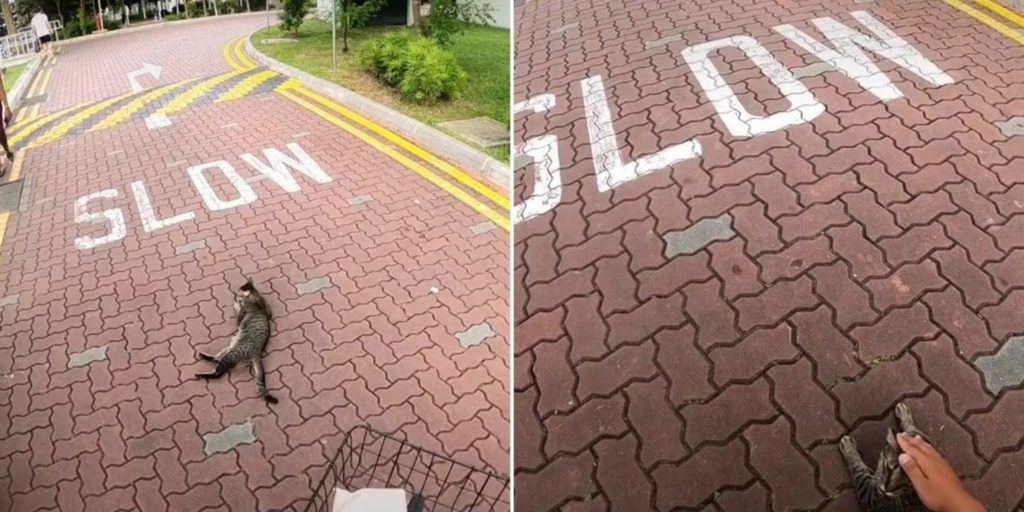 Cat Lepaks On Road & Blocks Traffic In Punggol, Cyclist Carries It Away ...