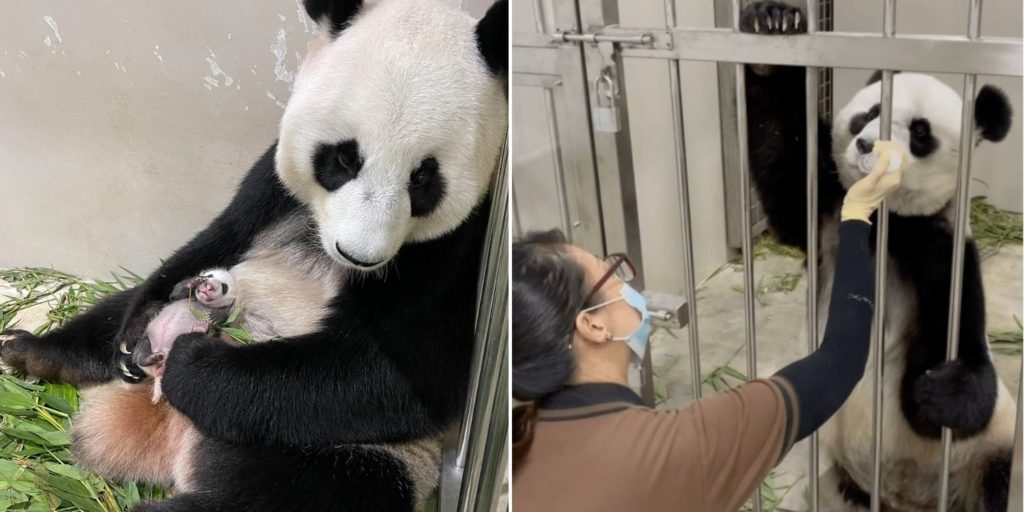 Wildlife Reserves S'pore Hiring Panda Intern, Applicant Must Love ...