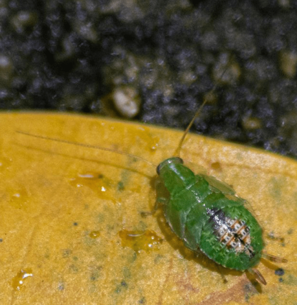 Green Cockroach Spotted In Thomson Is First Recorded Local Sighting Of ...