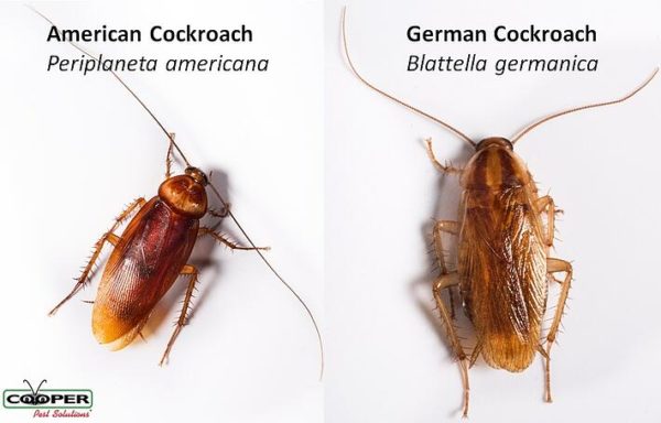 Green Cockroach Spotted In Thomson Is First Recorded Local Sighting Of ...