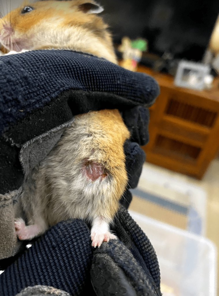 8 Hamsters Abandoned In Bukit Batok Drain, Volunteers Find Them Under ...