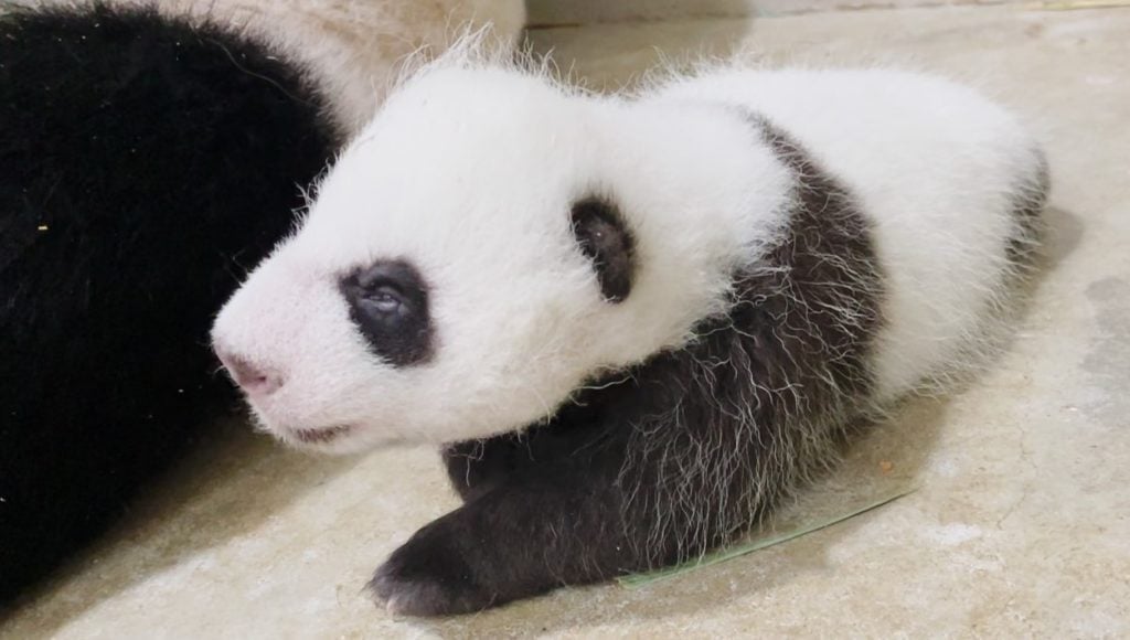 S’pore Panda Cub Opens His Eyes 40 Days After Birth, Weighs Almost 2kg Now